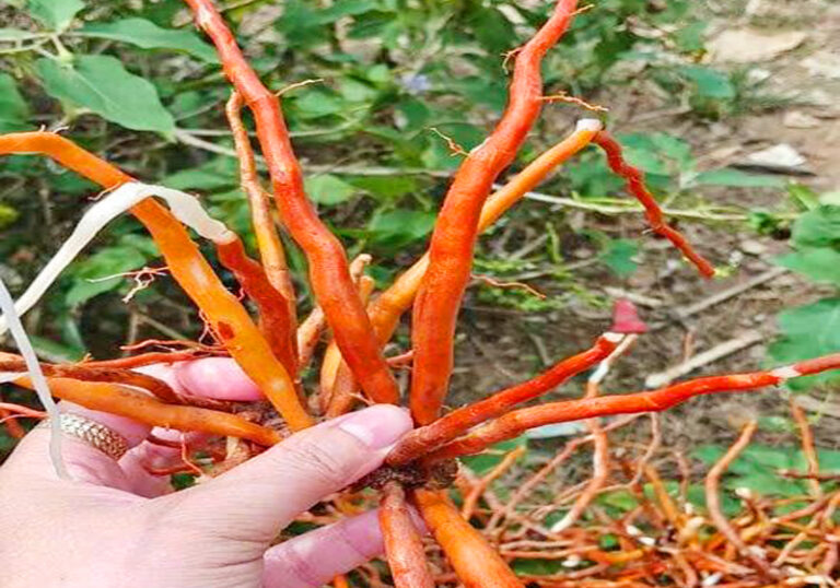 Cây sâm cau rừng có tác dụng gì? Cách sử dụng sâm cau rừng